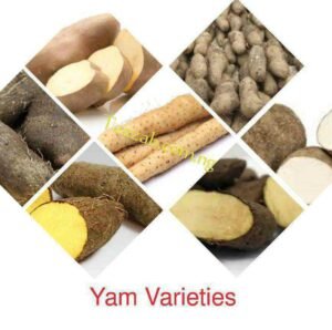 Botanical name of Yam - TEEZAB