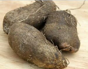 Botanical Name of Yam - TEEZAB